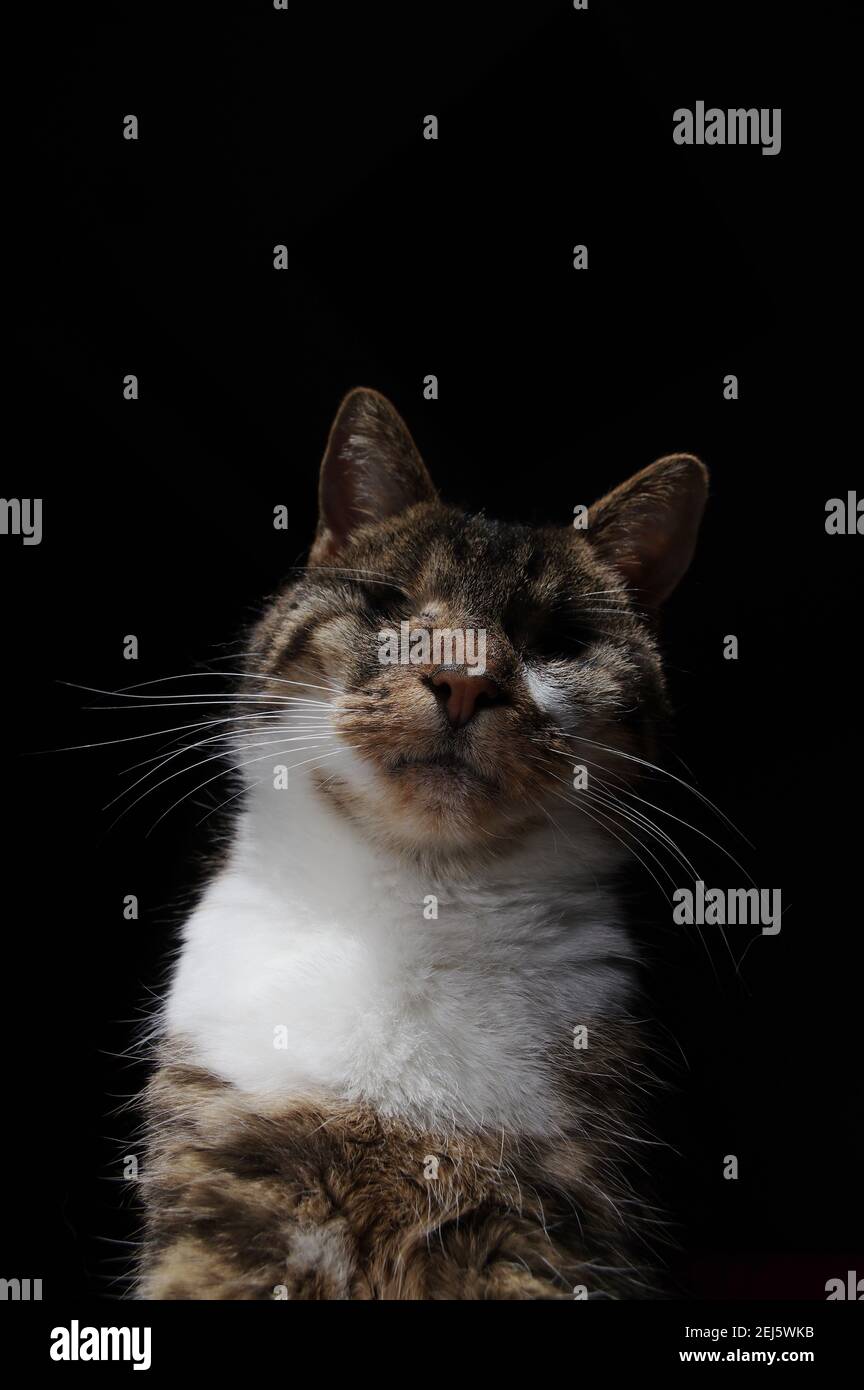 Portrait of blind cat Stock Photo - Alamy