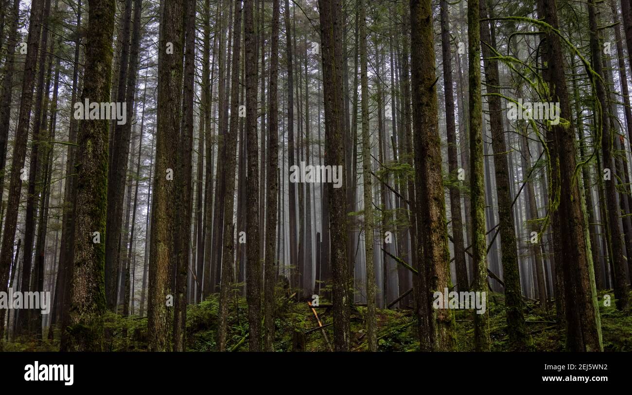 Beautiful Path in the Rainforest Stock Photo - Alamy