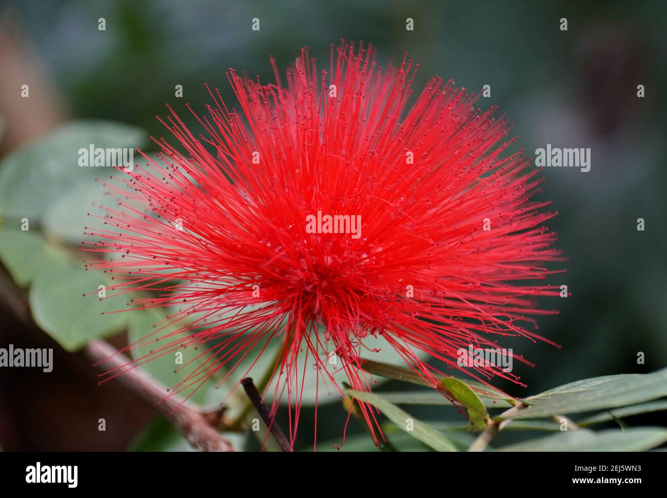 A red flower of Scarlet Powder Puff tree Stock Photo - Alamy