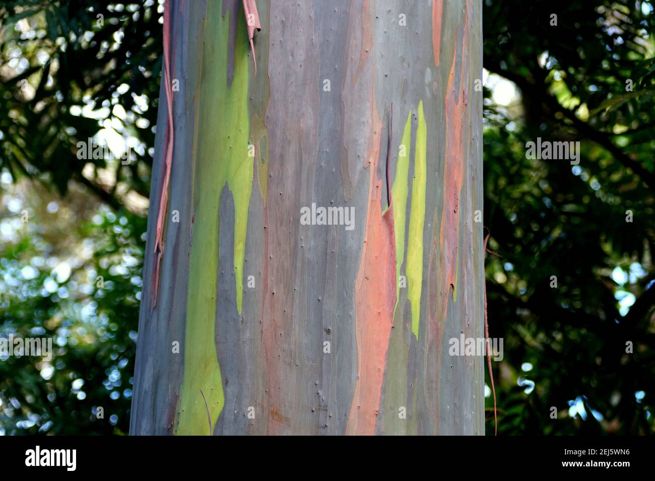 The colorful trunk of Rainbow Eucalyptus tree, originally from ...