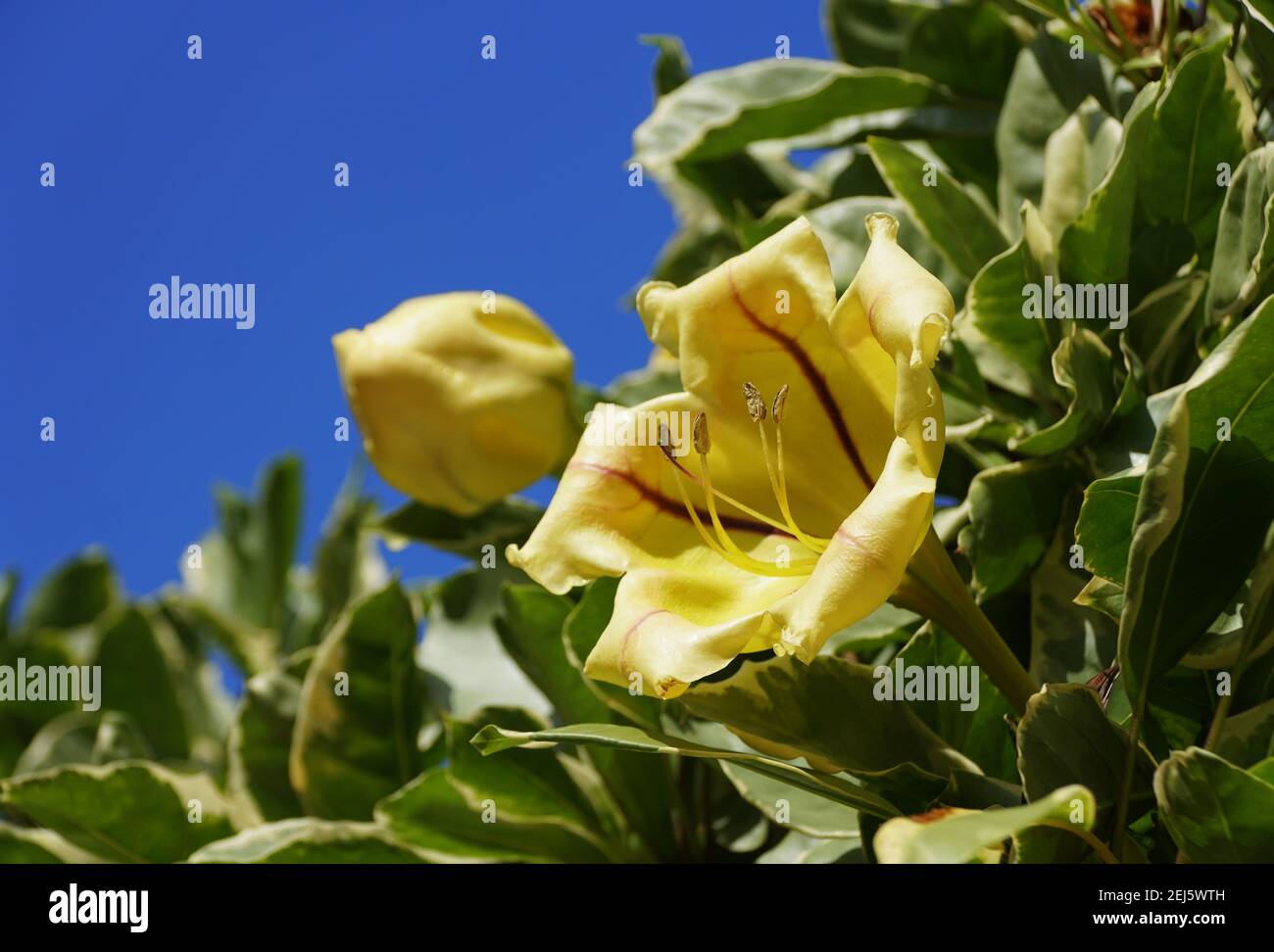 A yellow Chalice Vine flower at full bloom, also known as Hawaiian Lily ...