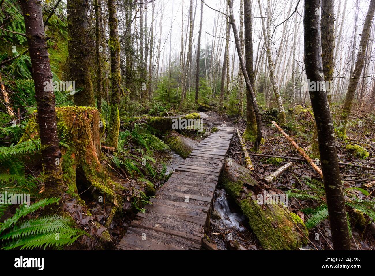 Canadian Forest View Stock Photo - Alamy