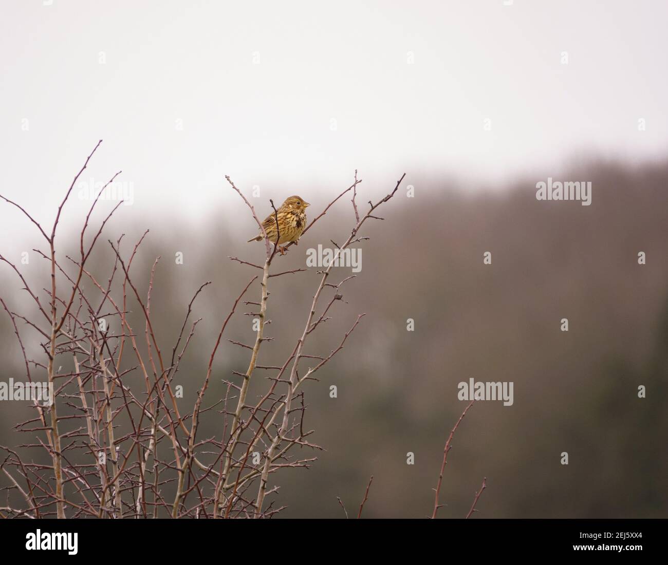 Female fieldfare on nest hi-res stock photography and images - Alamy