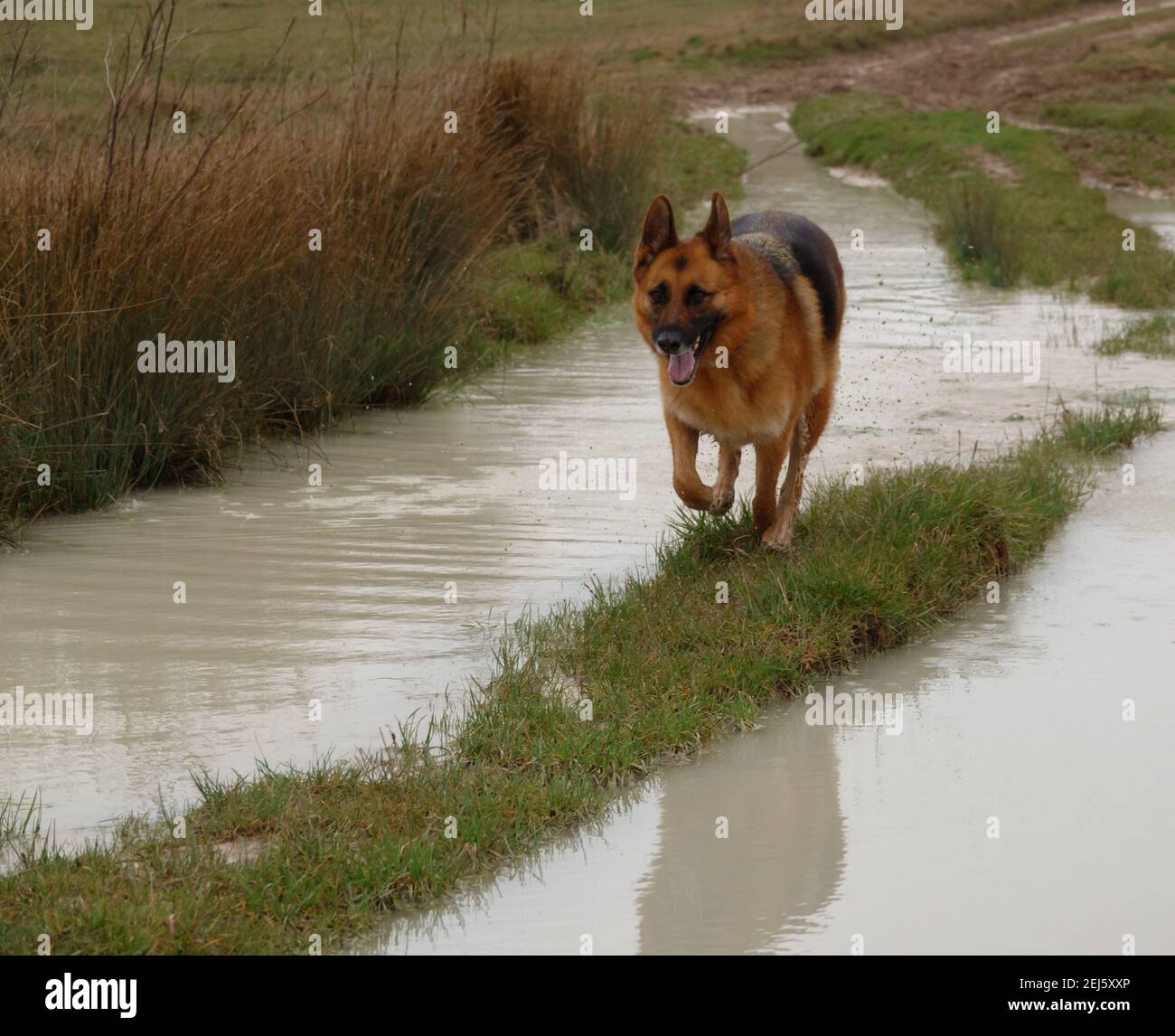 black and tan german shepherd alsatian running along a strip of land ...