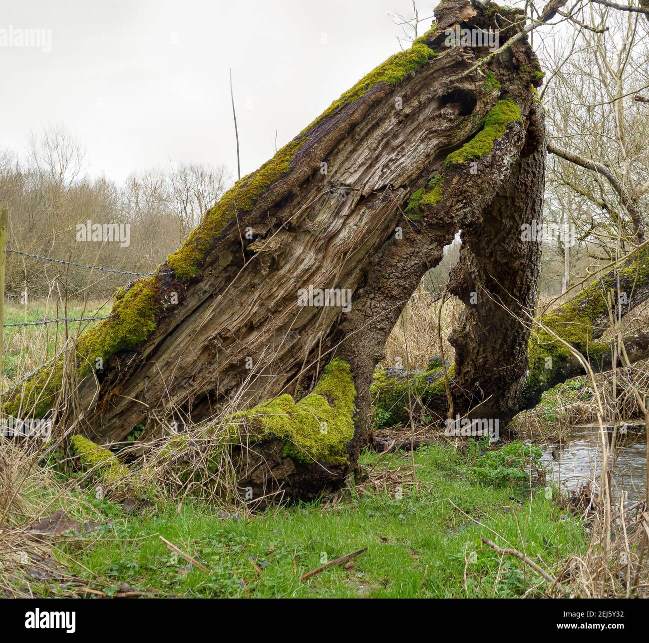 Rock split by tree roots hi-res stock photography and images - Alamy