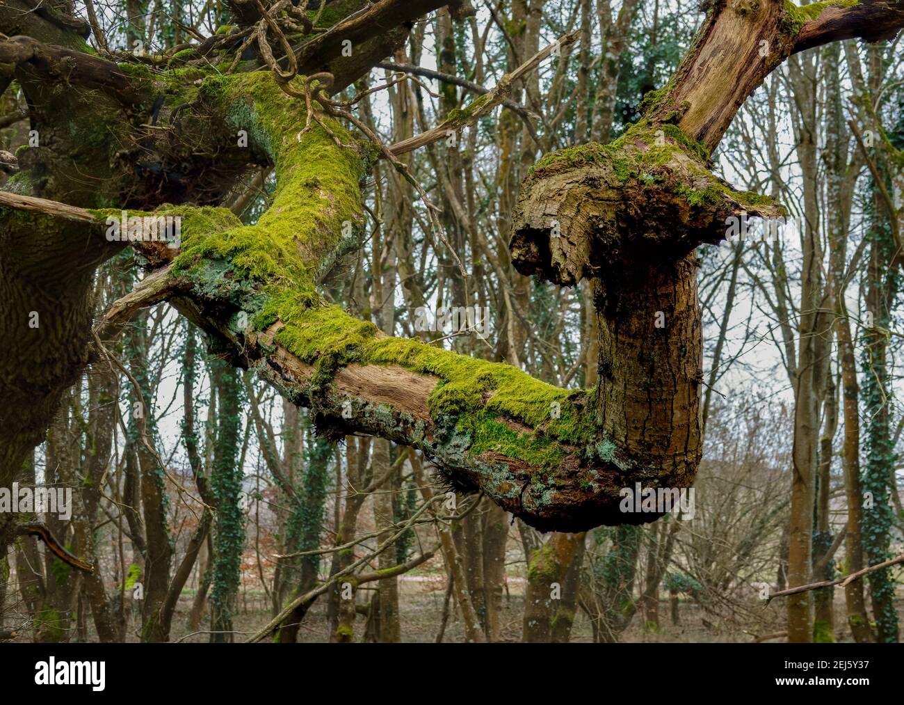 Tree with twisted roots in forest hi-res stock photography and images ...