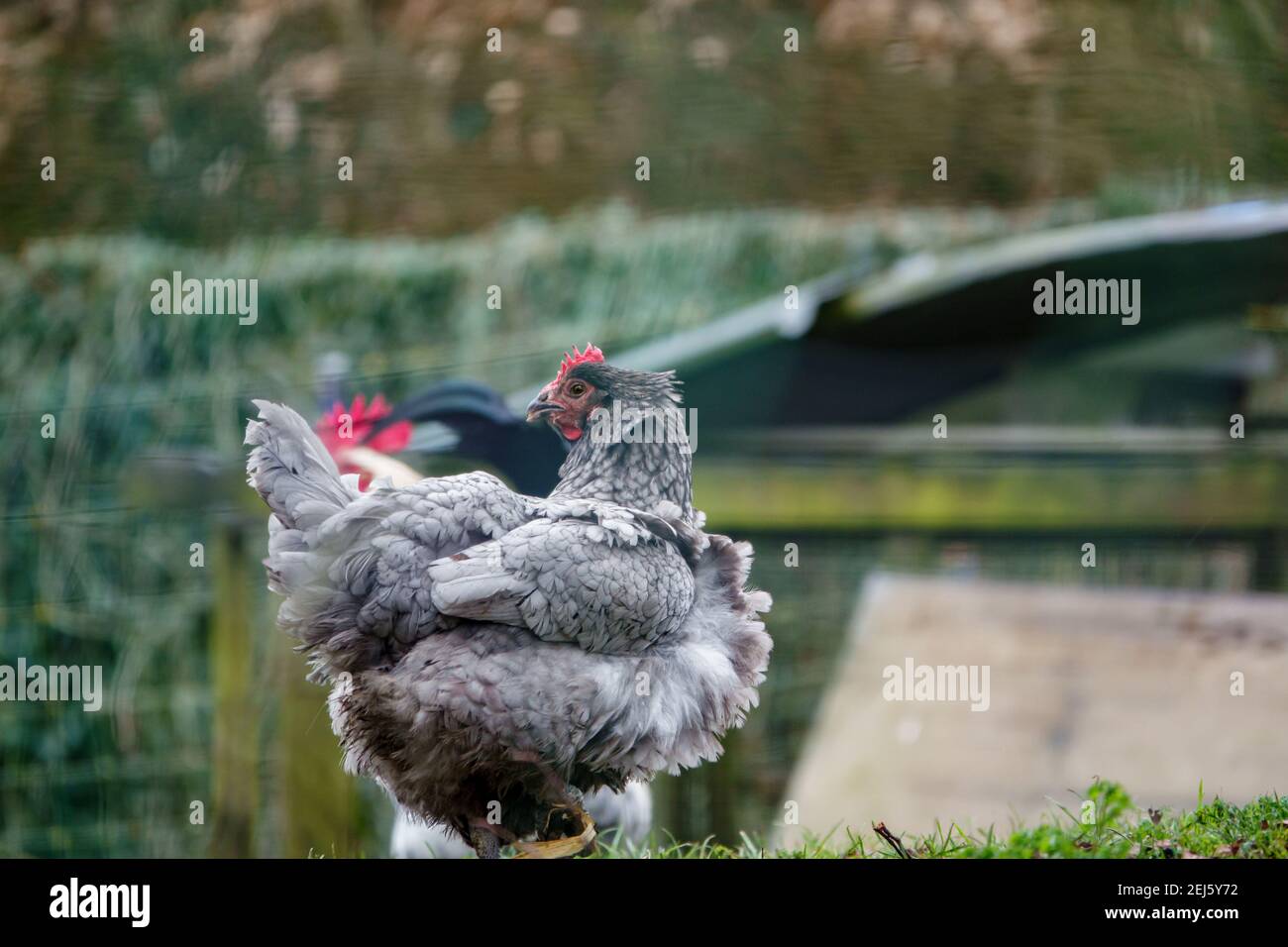 a lavender brahma chicken with grey plumage Stock Photo - Alamy