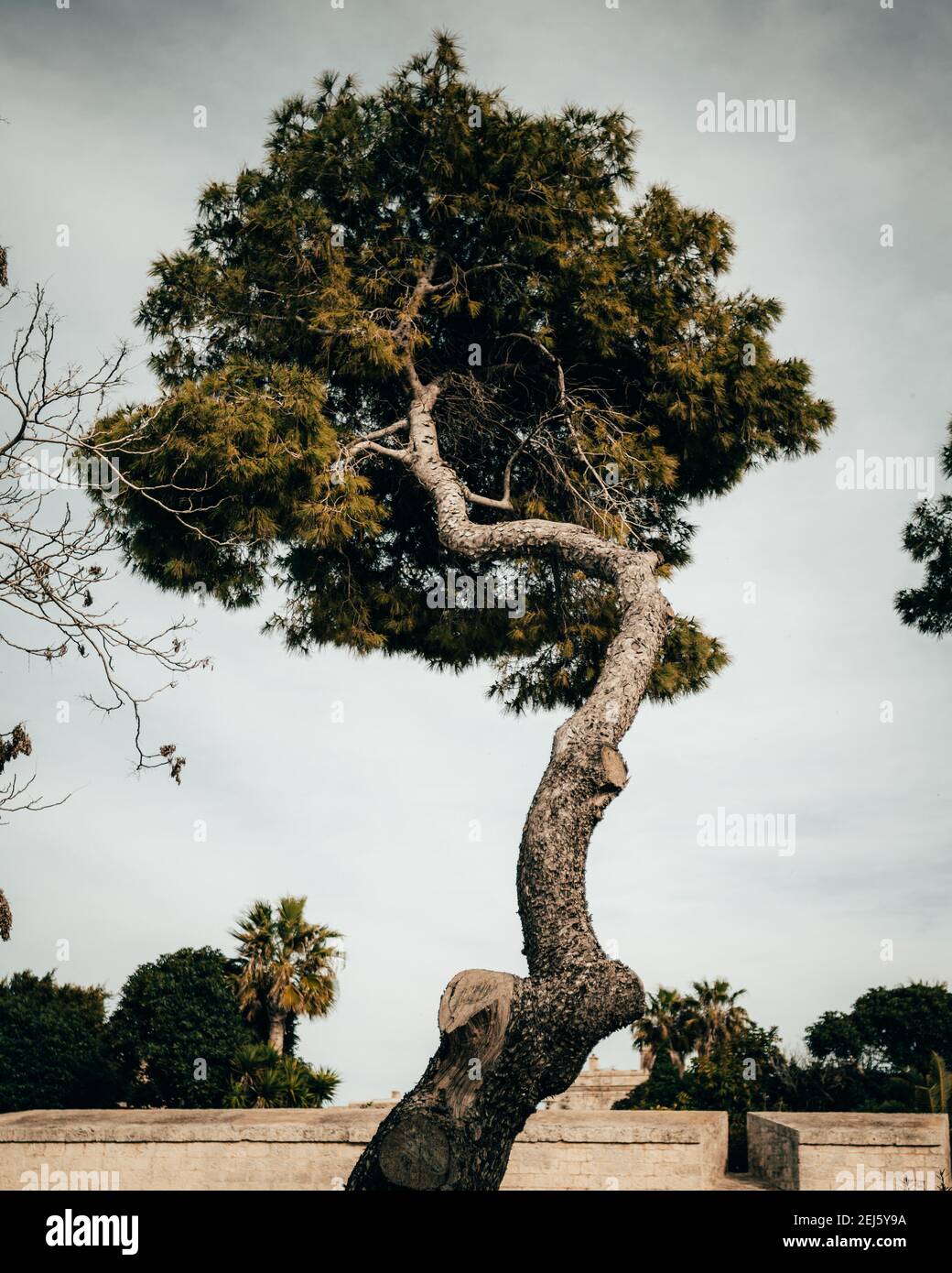 Modern tree logo hi-res stock photography and images - Alamy