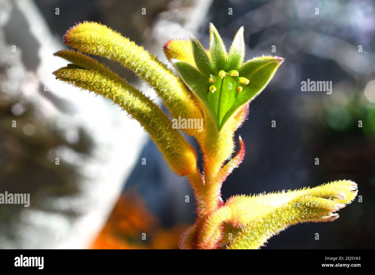 Yellow Fuzzy Desert Succulent Flower photo graphed at a desert ...