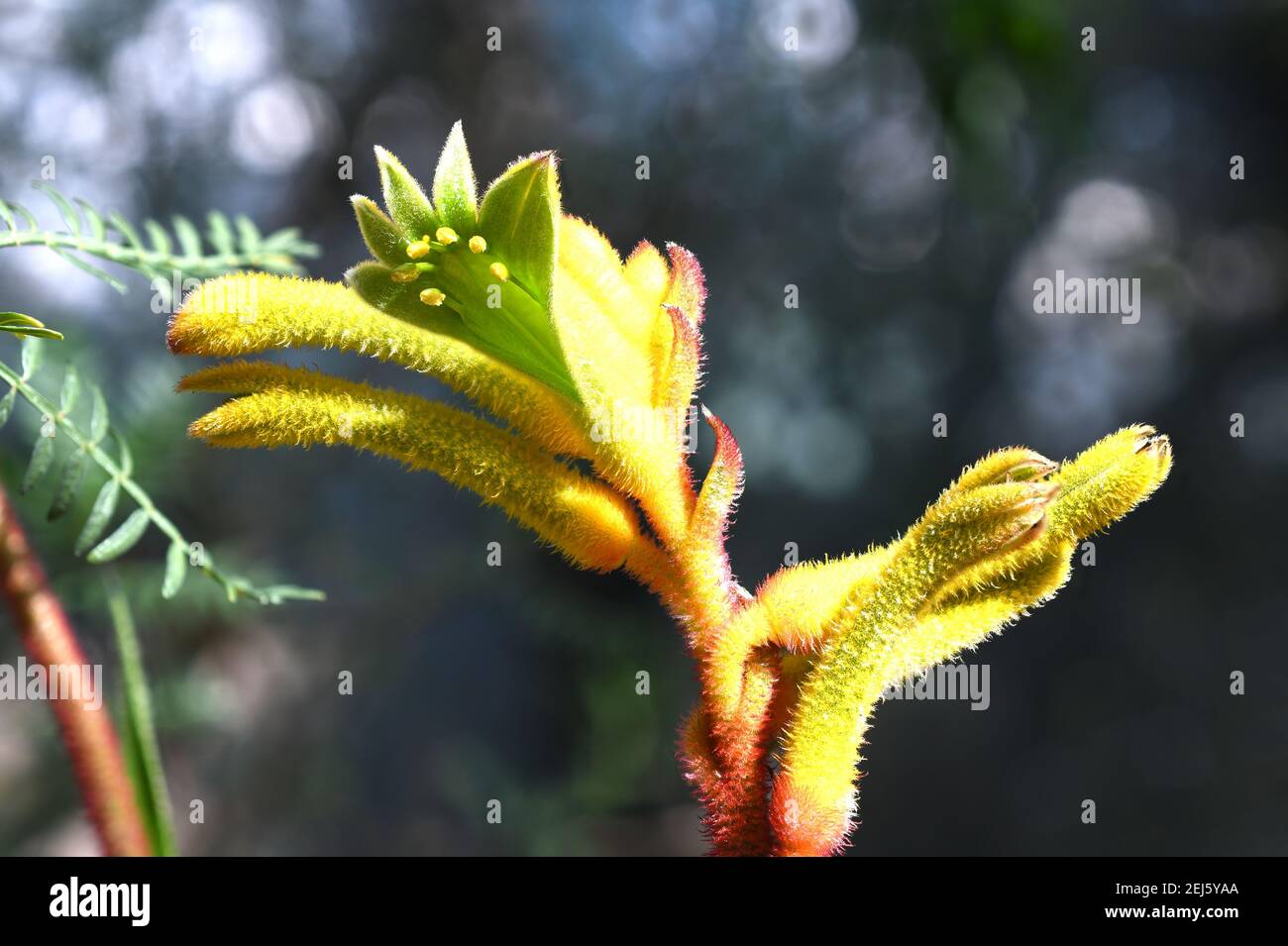 Yellow Fuzzy Desert Succulent Flower photo graphed at a desert ...