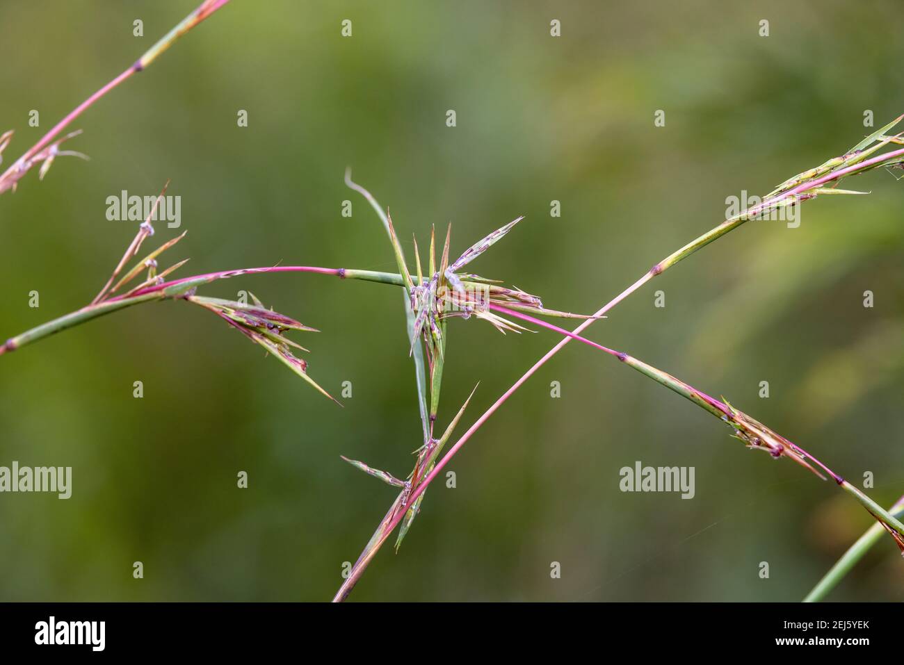 Wire grass hi-res stock photography and images - Alamy