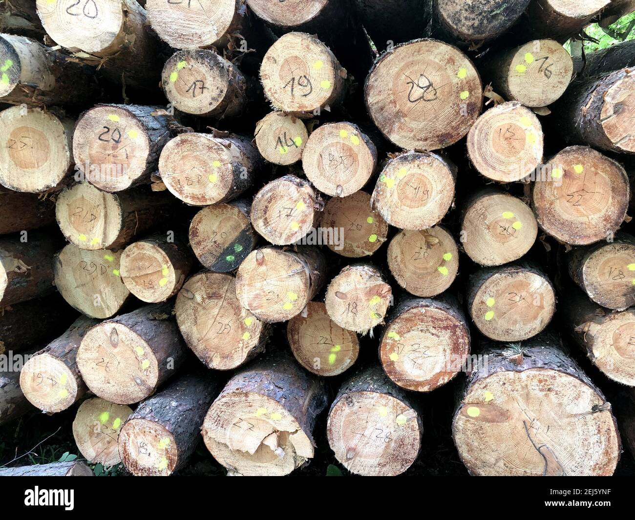 Bunch of felled and cut trees with numbers Stock Photo - Alamy