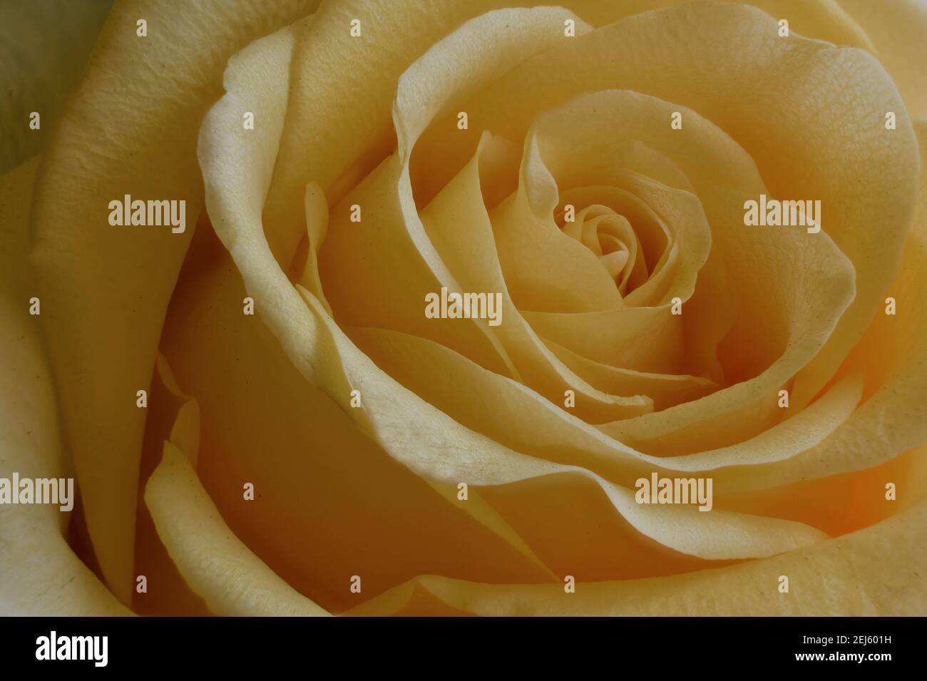Yellow Rose Close up take with a macro lens in Studio Stock Photo - Alamy