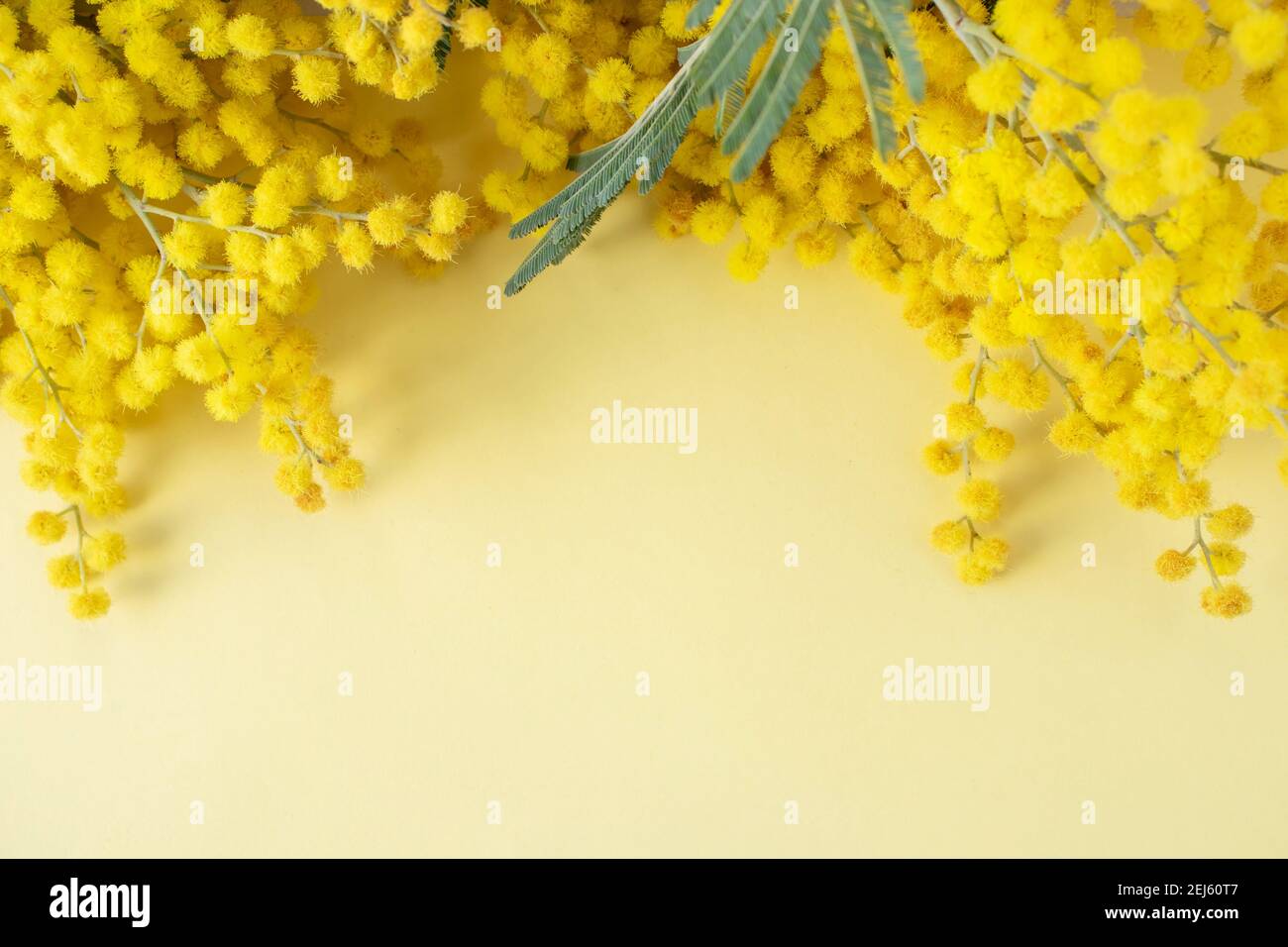 Mimosa or silver wattle yellow spring flowers on the yellow background ...
