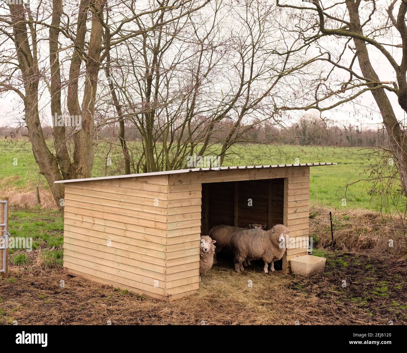 Sheep enclosure hi-res stock photography and images - Alamy
