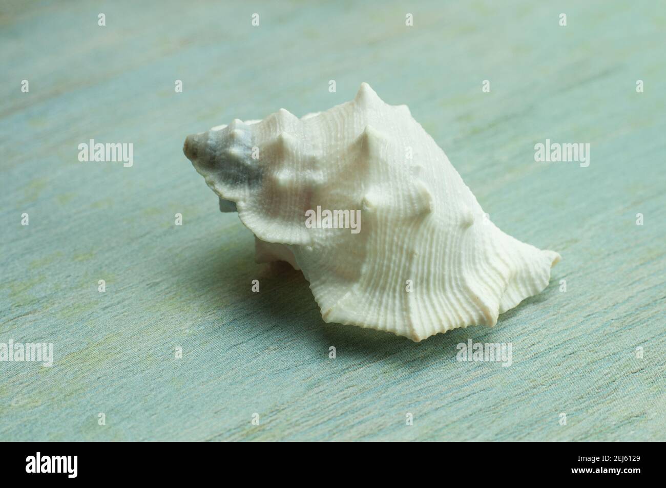 close-up of the white shell of a rock snail, a marine gastropod Stock ...