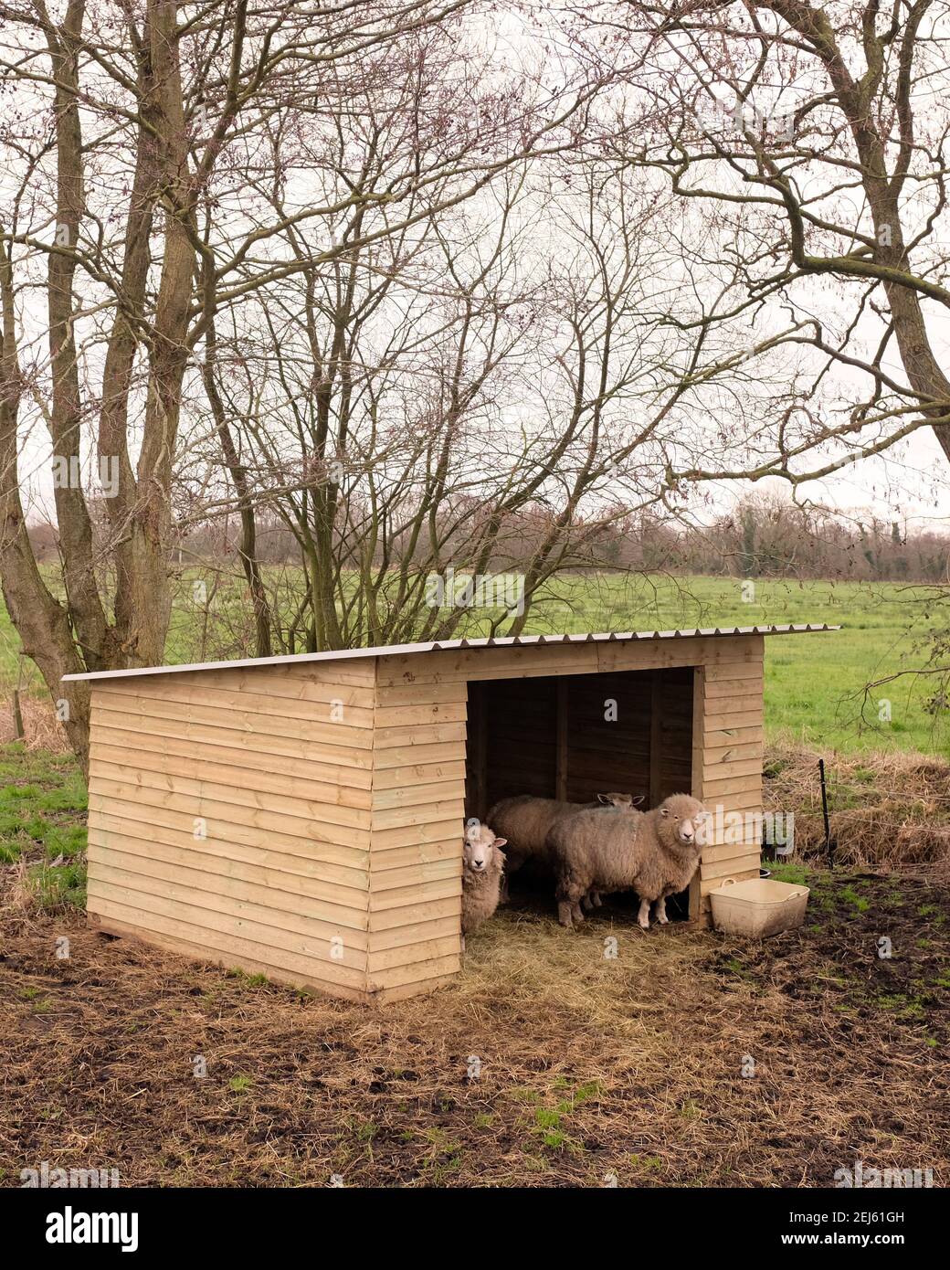 February 2021 - Sheep in a small enclosure shelter, near Burtle ...