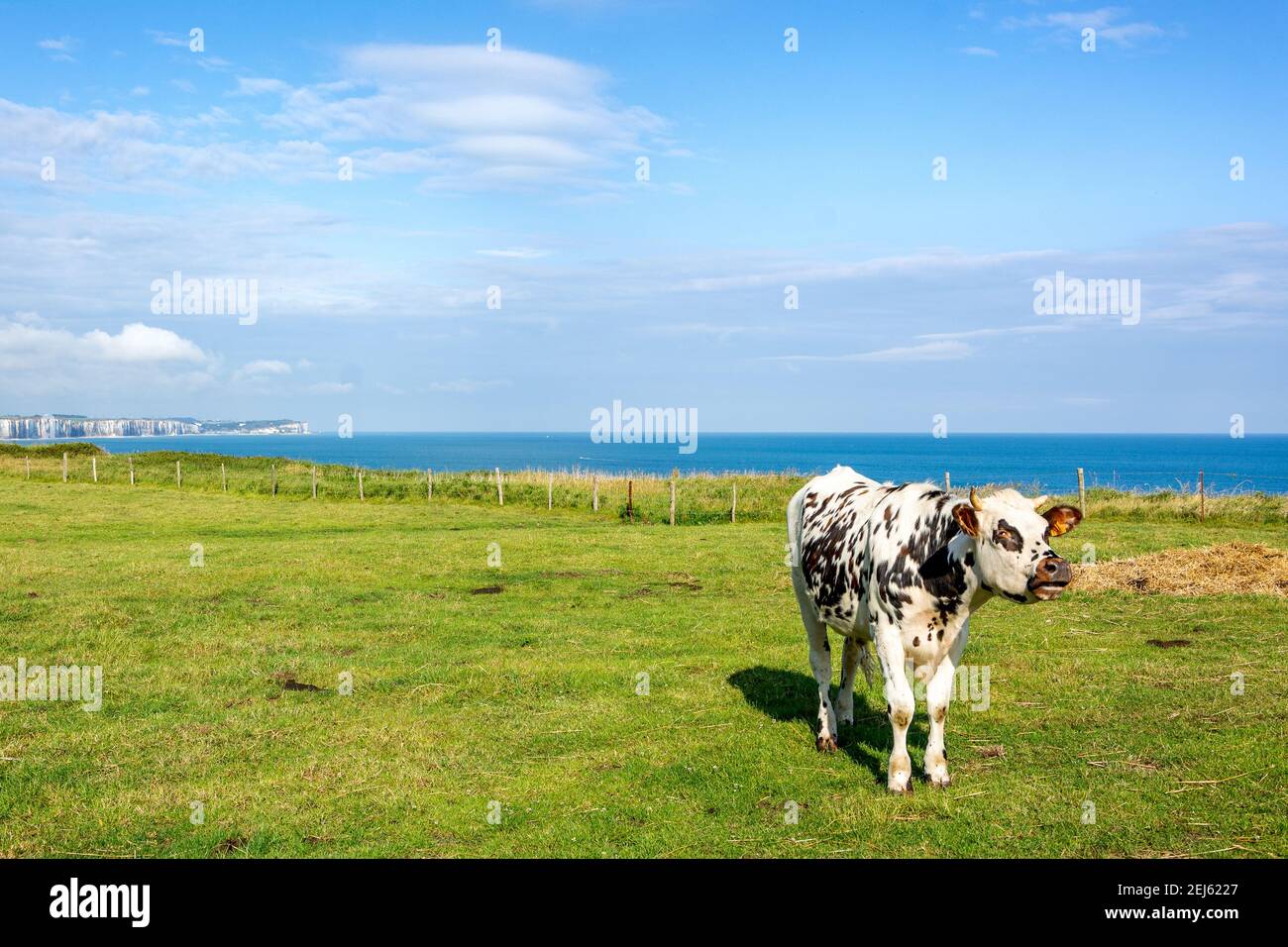 Dairy cow on the cliffs of Normandy Stock Photo - Alamy
