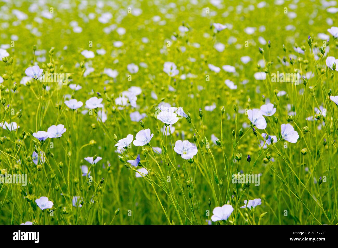 Flax fields hi-res stock photography and images - Alamy