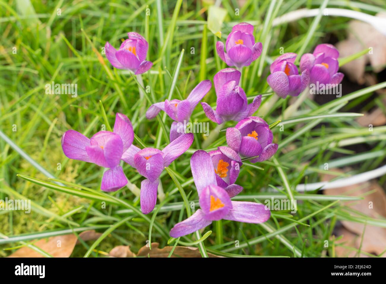 Dutch crocus hi-res stock photography and images - Alamy