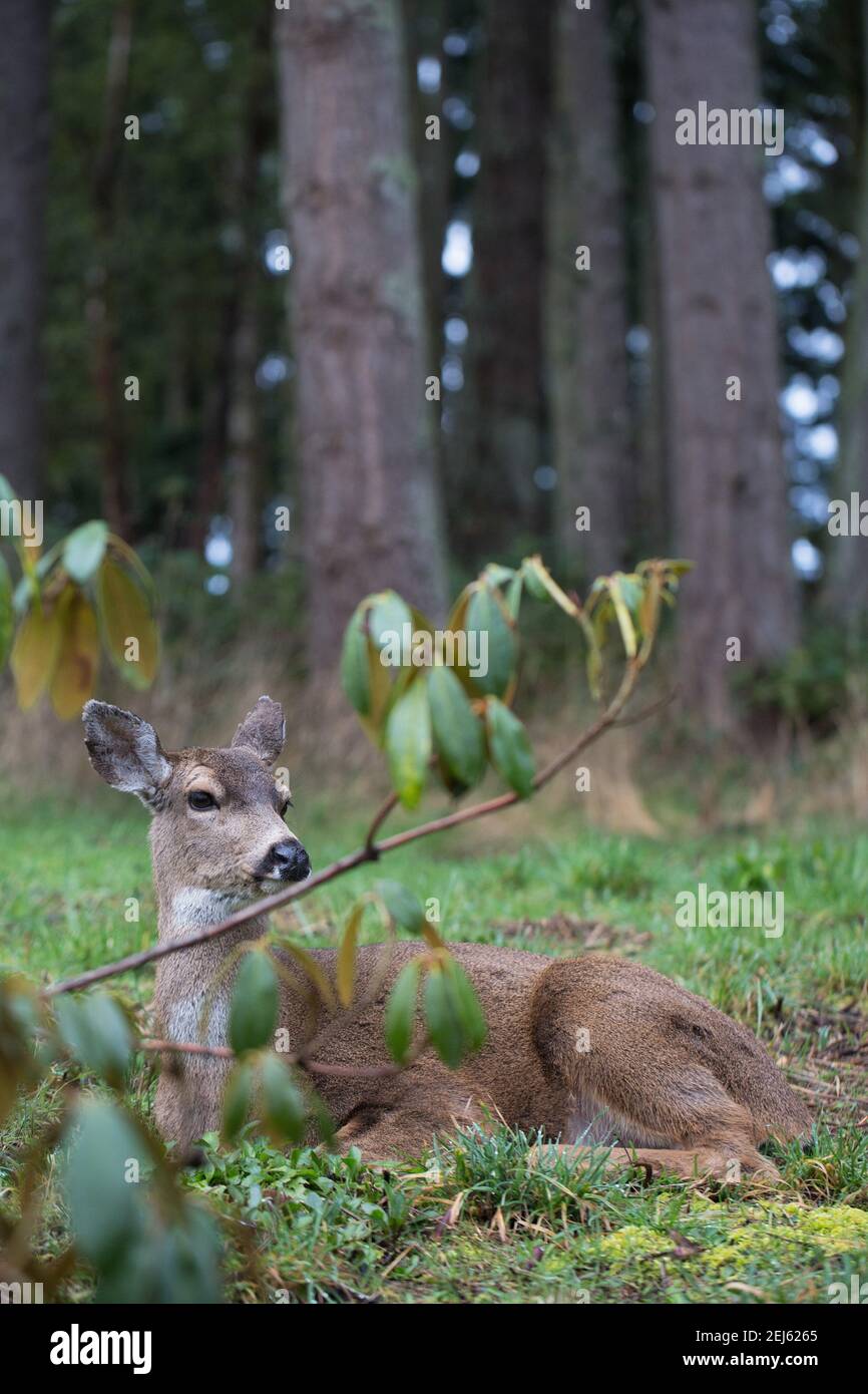 Black tailed deer doe lying in grass hi-res stock photography and ...