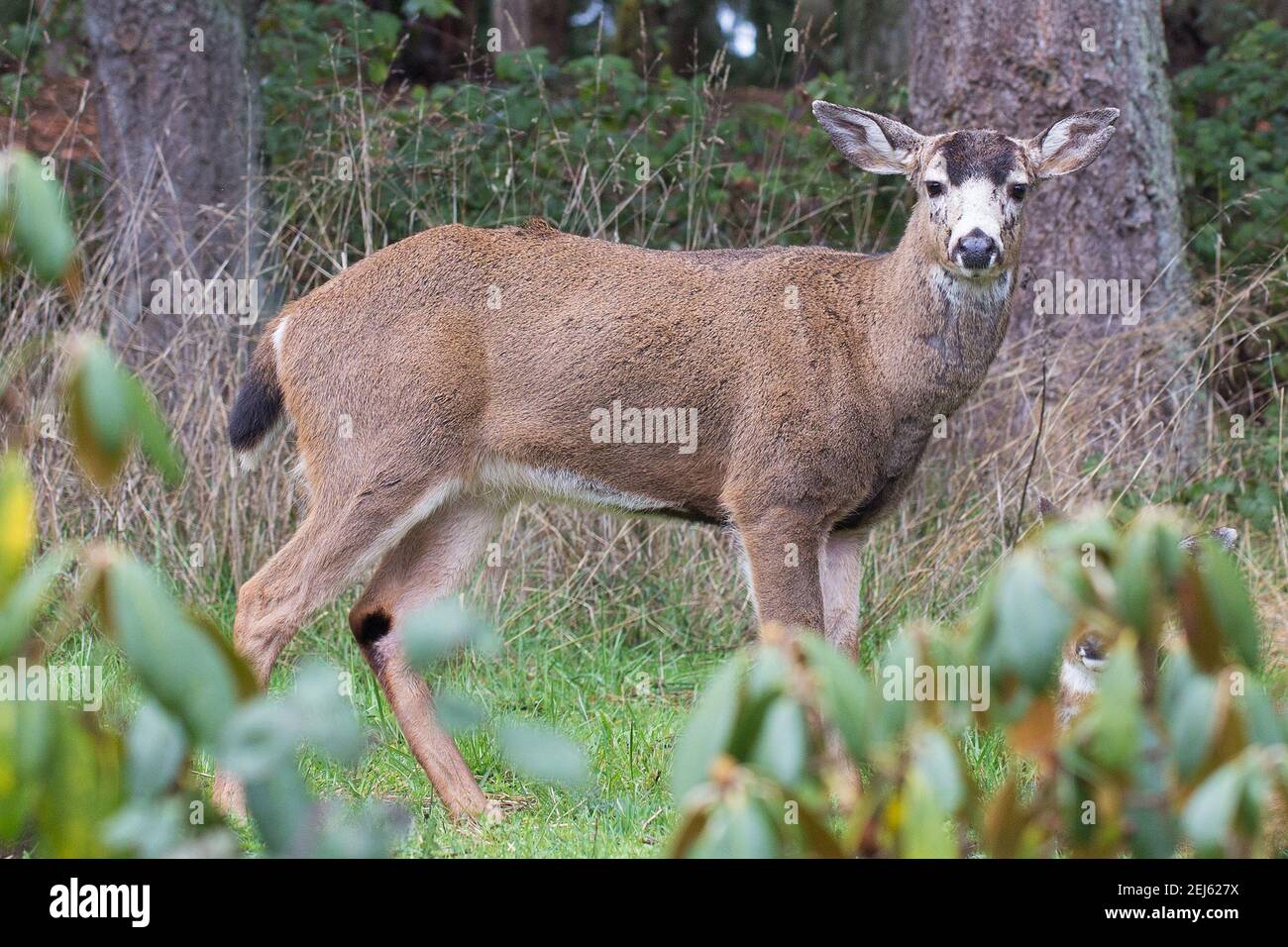 Oregon deer hi-res stock photography and images - Alamy