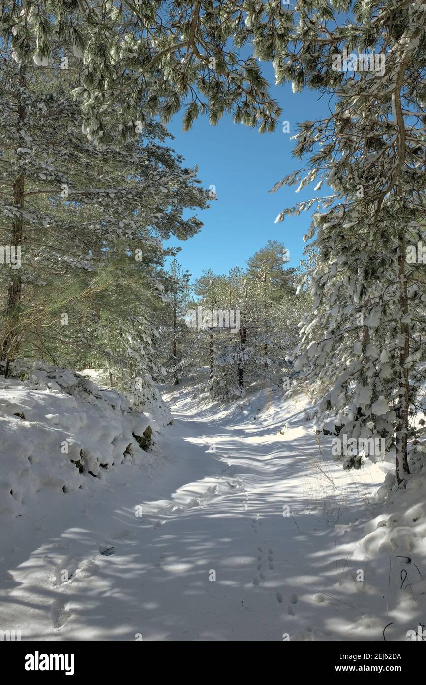 snowy path through winter pine woods in the Etna Park, Sicily Stock ...