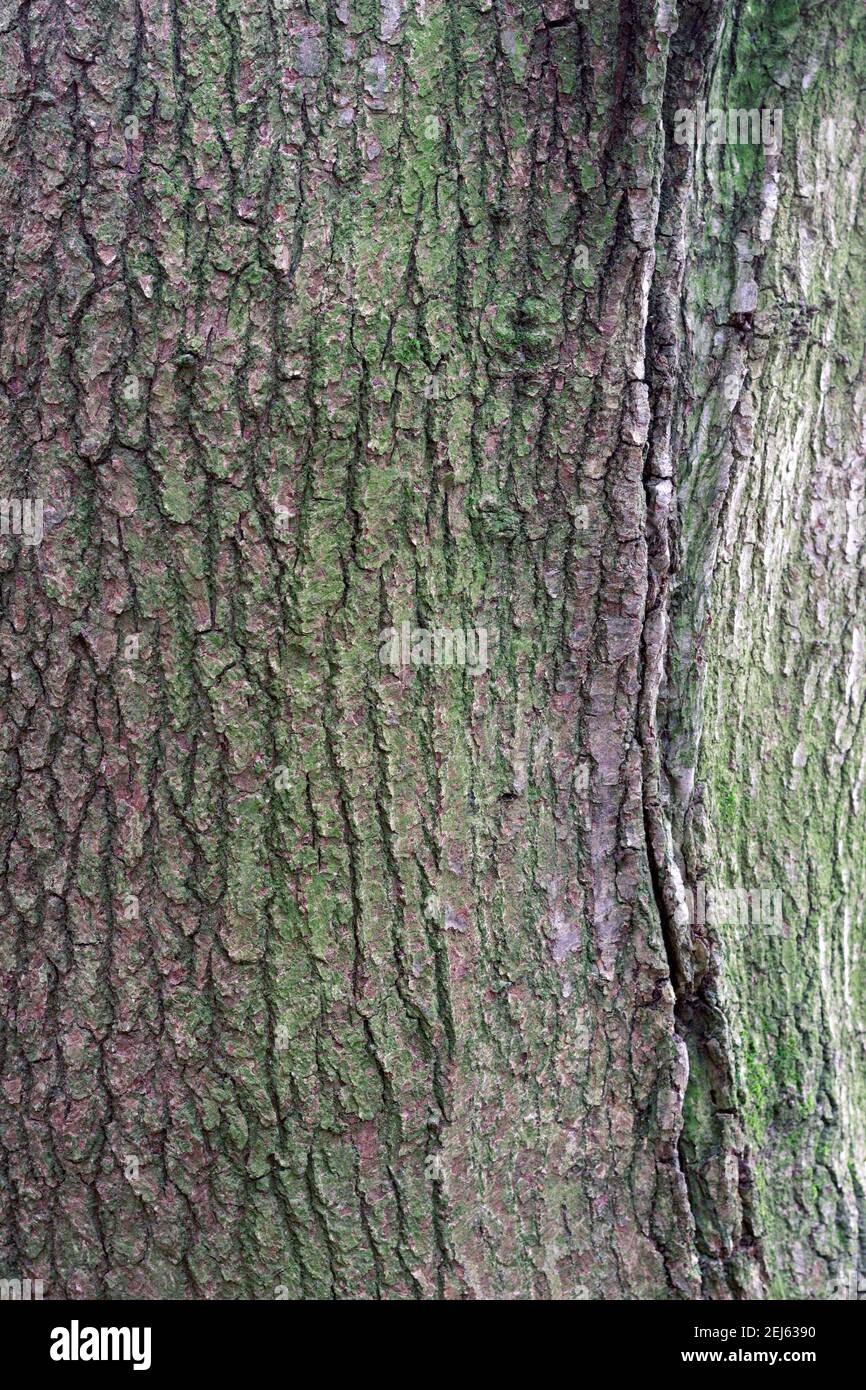 Bark of an old oak tree with lichen, use as a natural background Stock ...
