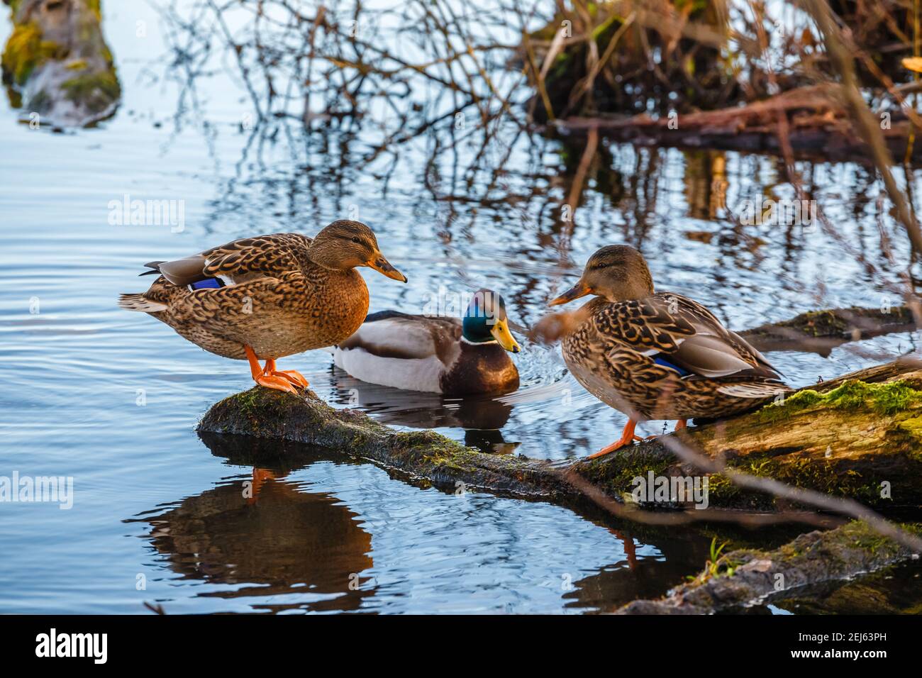 Family ducks sitting on tree hi-res stock photography and images - Alamy
