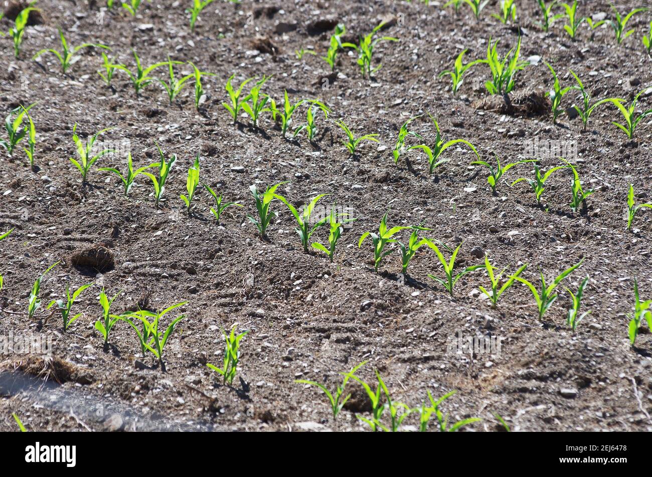 Planting corn seedlings hi-res stock photography and images - Alamy
