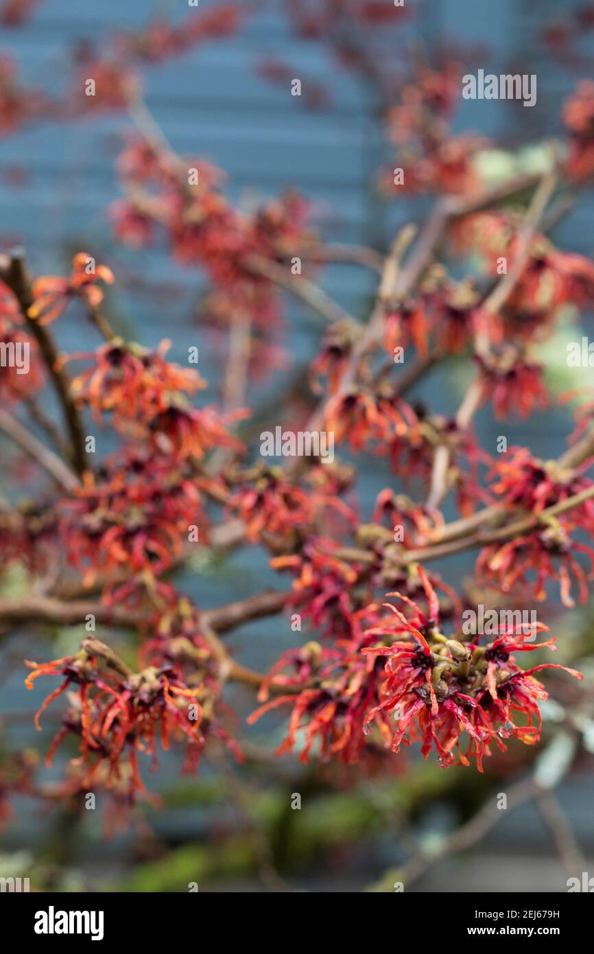 Hamamelis x intermedia 'Diane' (Witch Hazel Stock Photo - Alamy