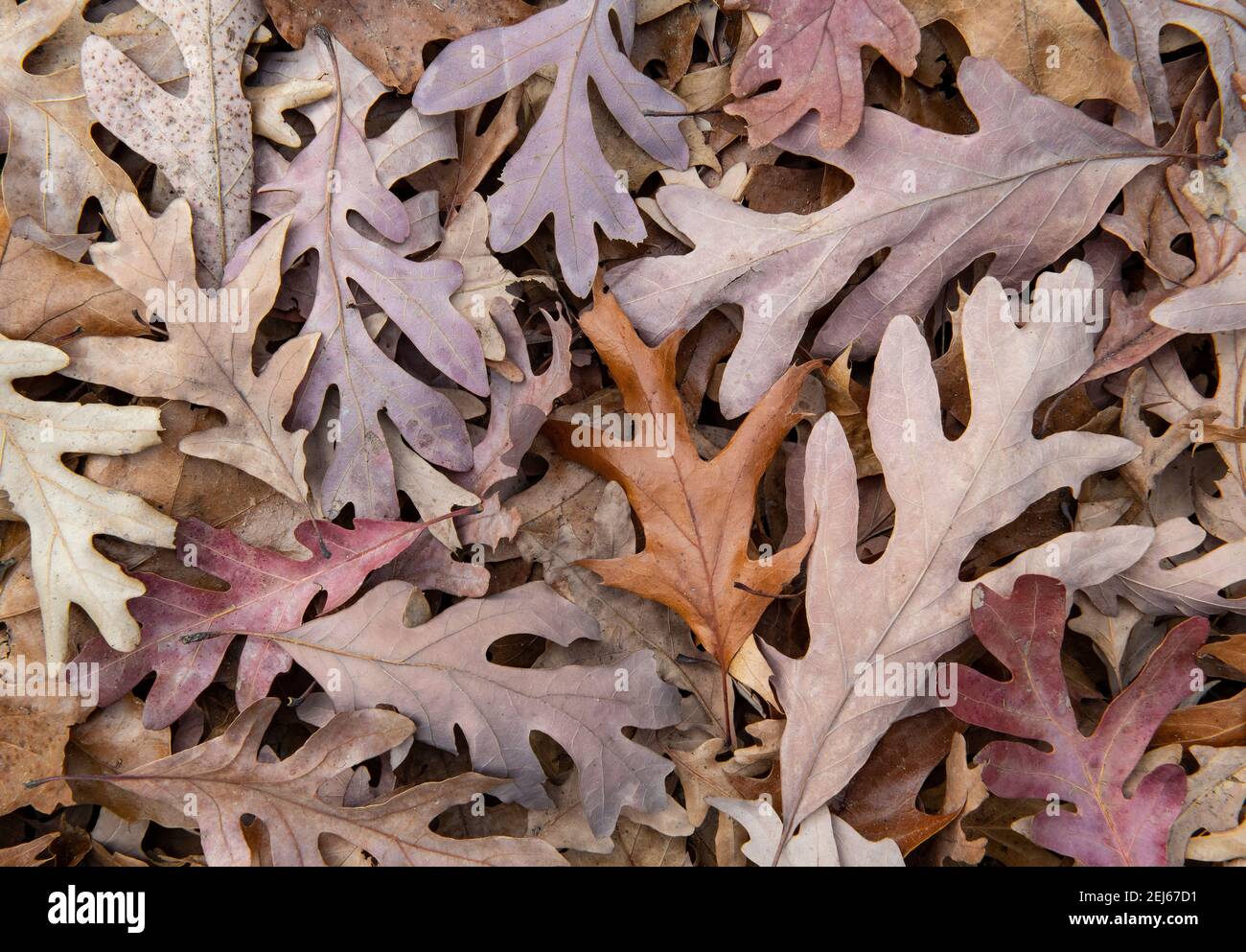 White Oak (Quercus alba), Autumn, leaves, Eastern United States, by ...
