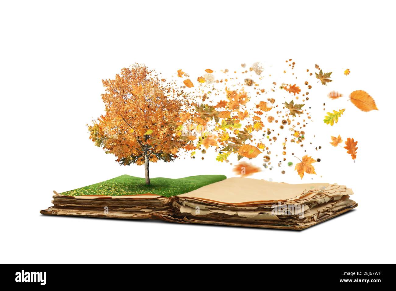 Open magic book with growing autumn tree and flying leaves on white ...