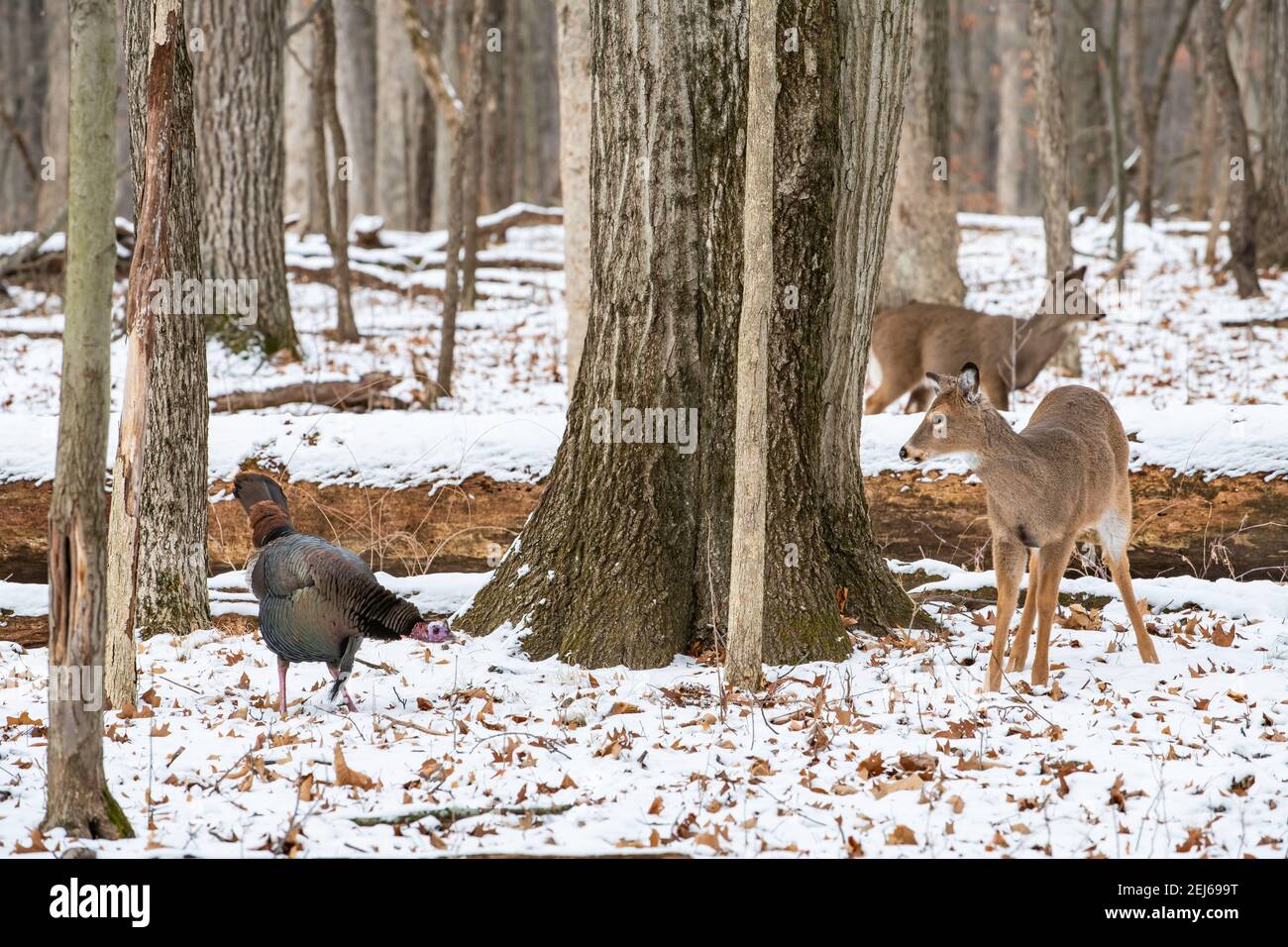 Eastern Wild Turkey (Meleagris gallopavo silvestris), Eastern Deciduous ...