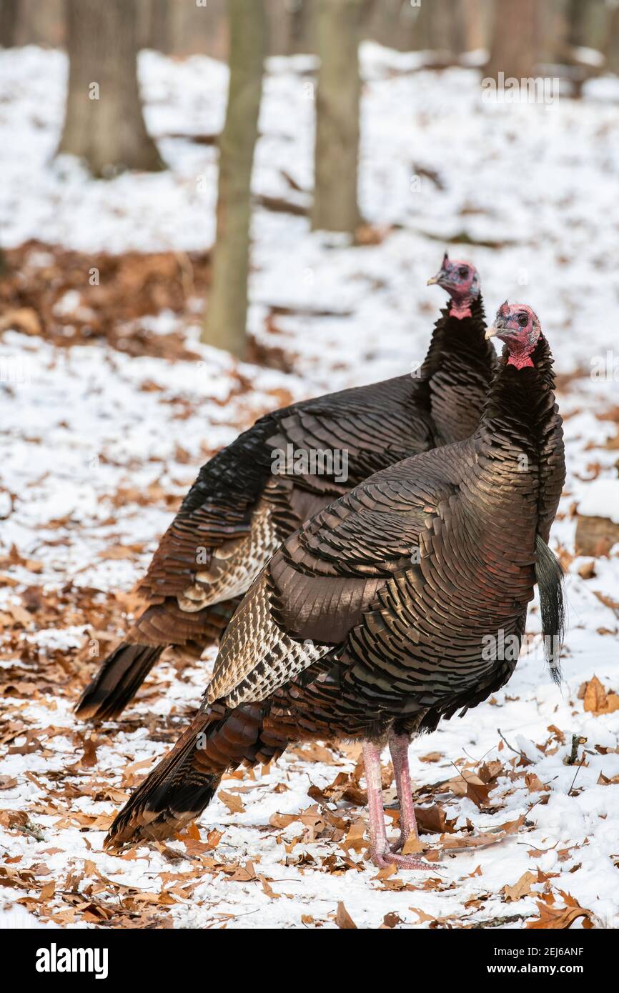 Eastern Wild Turkey (Meleagris gallopavo silvestris), Eastern Deciduous ...