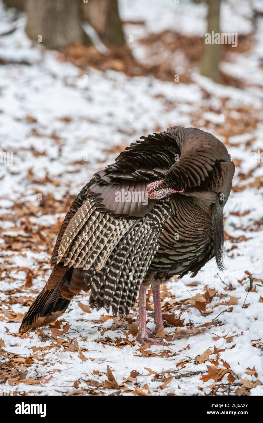 Eastern Wild Turkey (Meleagris gallopavo silvestris), Eastern Deciduous ...