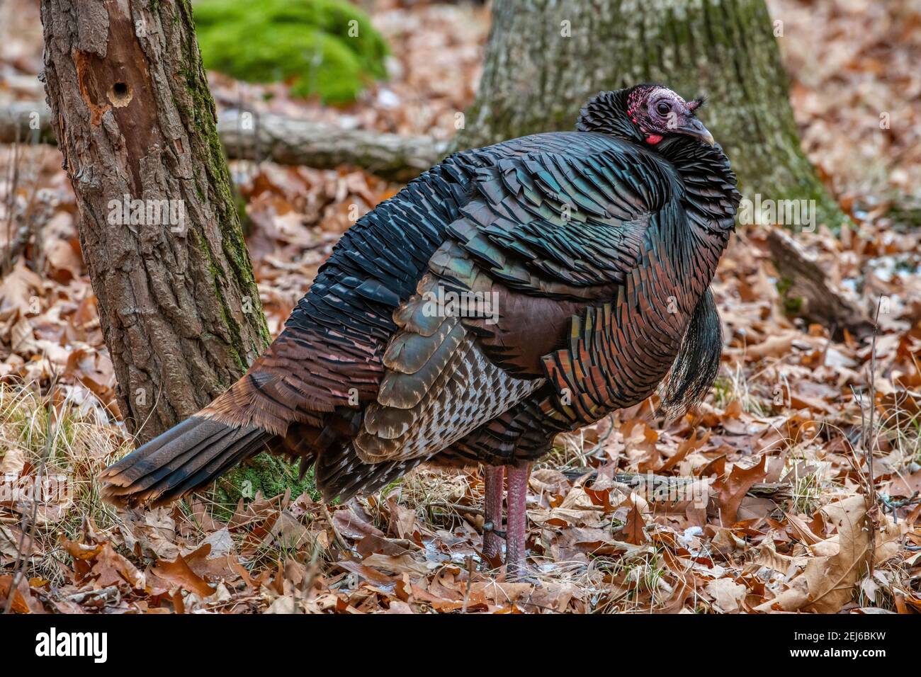 Eastern Wild Turkey (Meleagris gallopavo silvestris), Eastern Deciduous ...