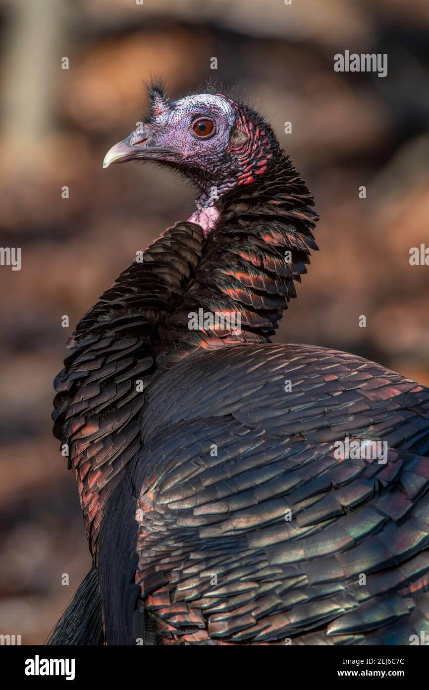 Eastern Wild Turkey (Meleagris gallopavo silvestris), Eastern Deciduous ...
