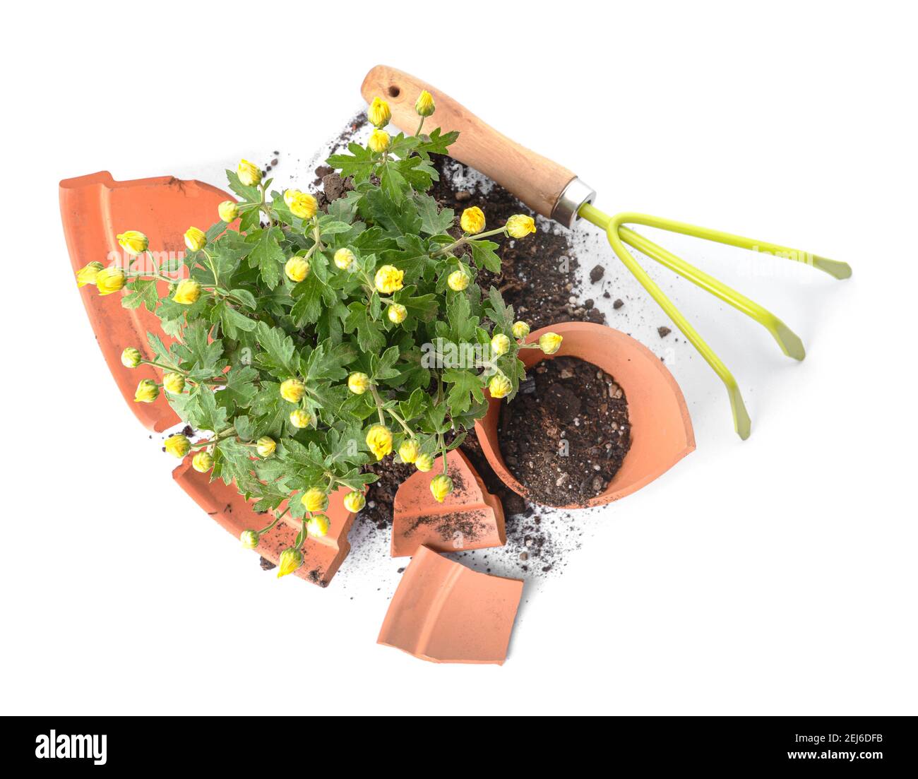Broken flower pot, rake and plant on white background Stock Photo - Alamy