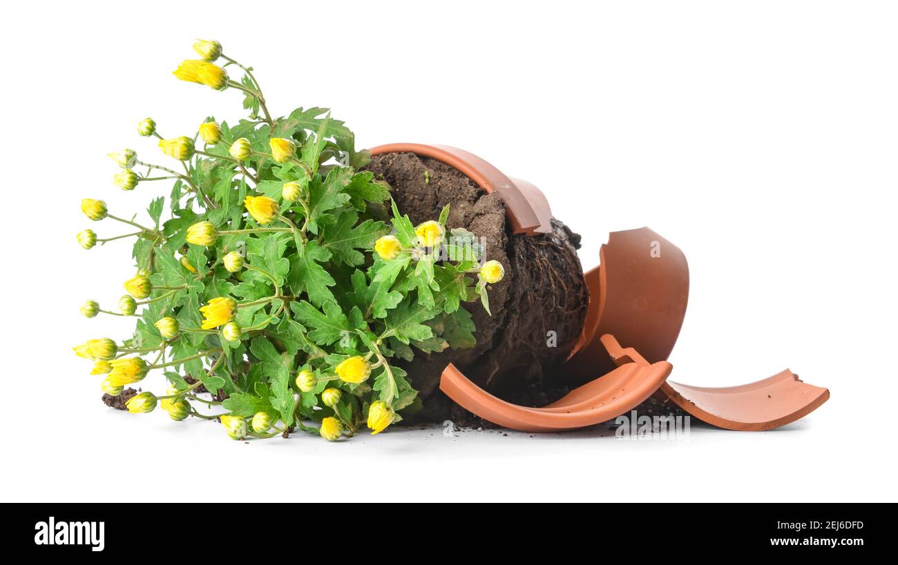 Broken flower pot and plant on white background Stock Photo - Alamy