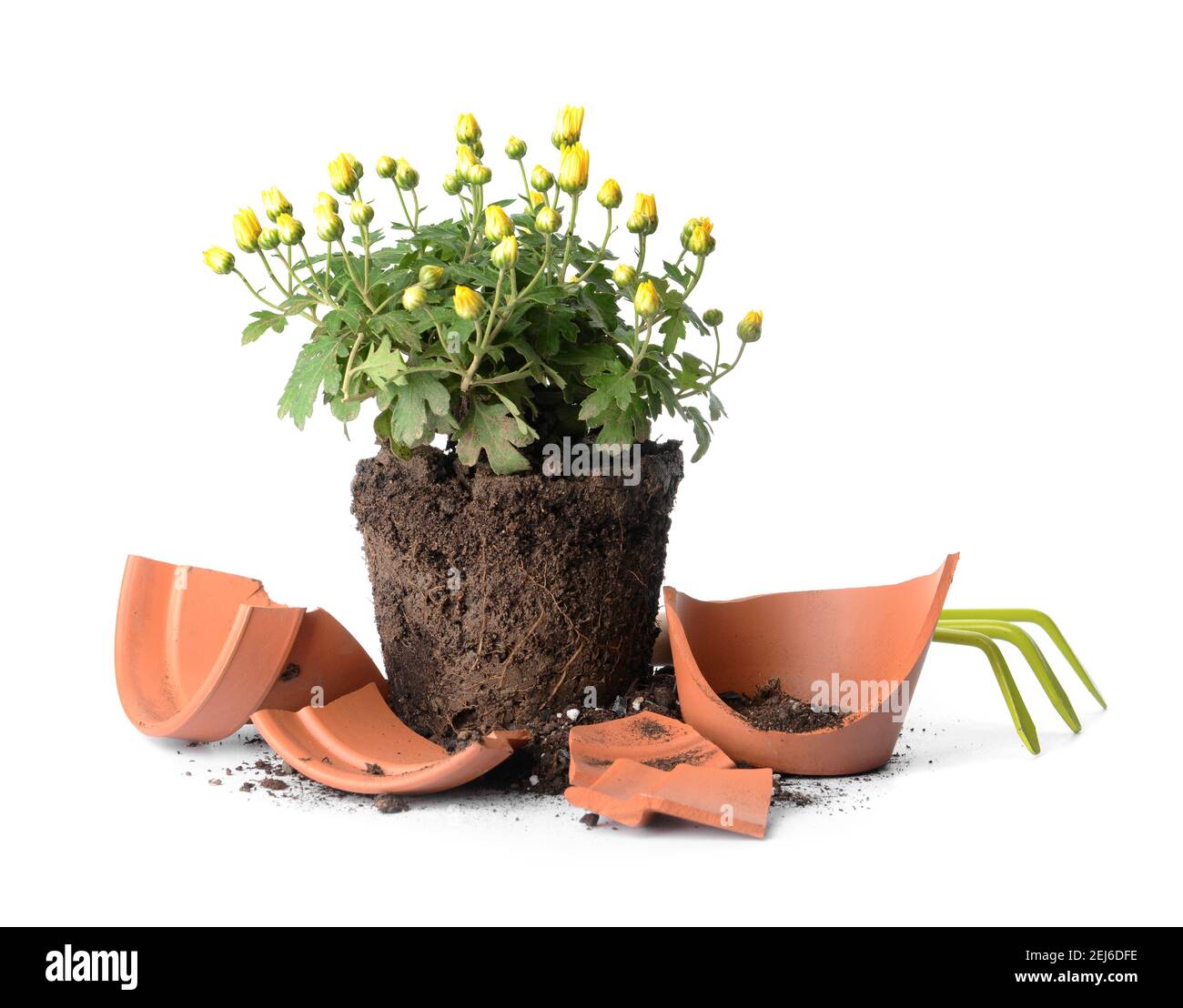 Broken flower pot, rake and plant on white background Stock Photo - Alamy