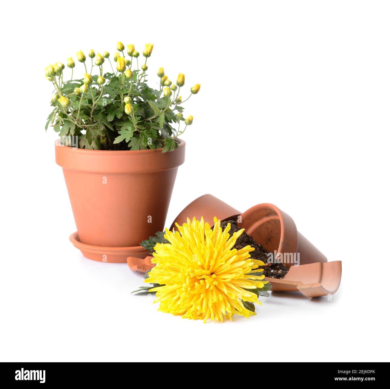 Broken flower pot and plant on white background Stock Photo - Alamy