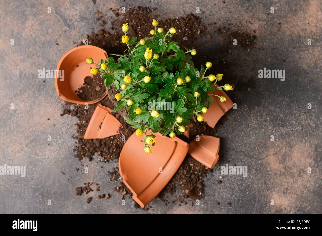 Soil pottery top view hi-res stock photography and images - Alamy