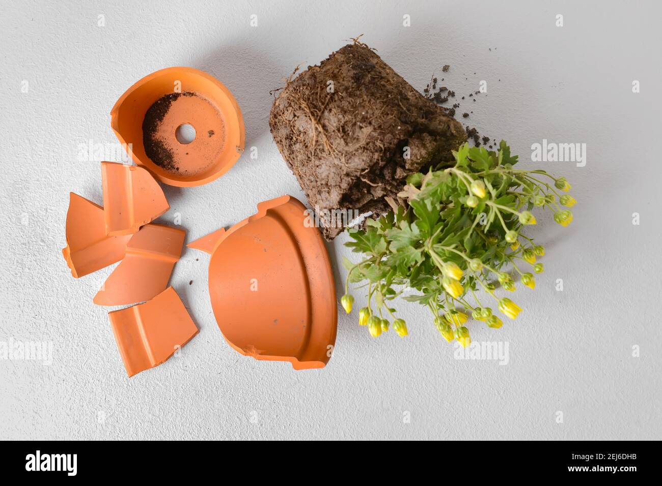 Broken flower pot and plant on light background Stock Photo - Alamy