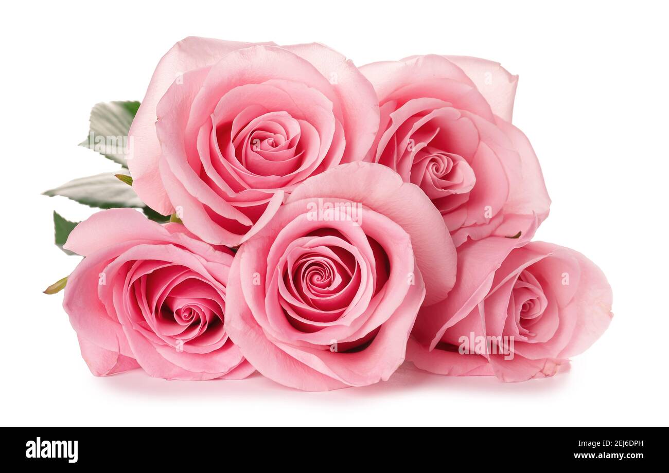 Beautiful pink roses on white background Stock Photo - Alamy