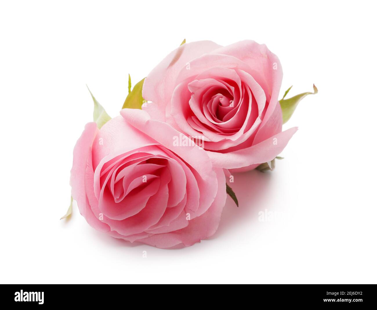 Beautiful pink roses on white background Stock Photo - Alamy