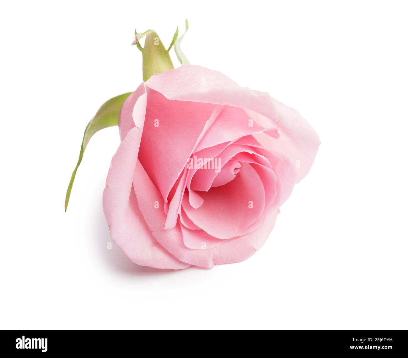 Beautiful pink rose on white background Stock Photo - Alamy