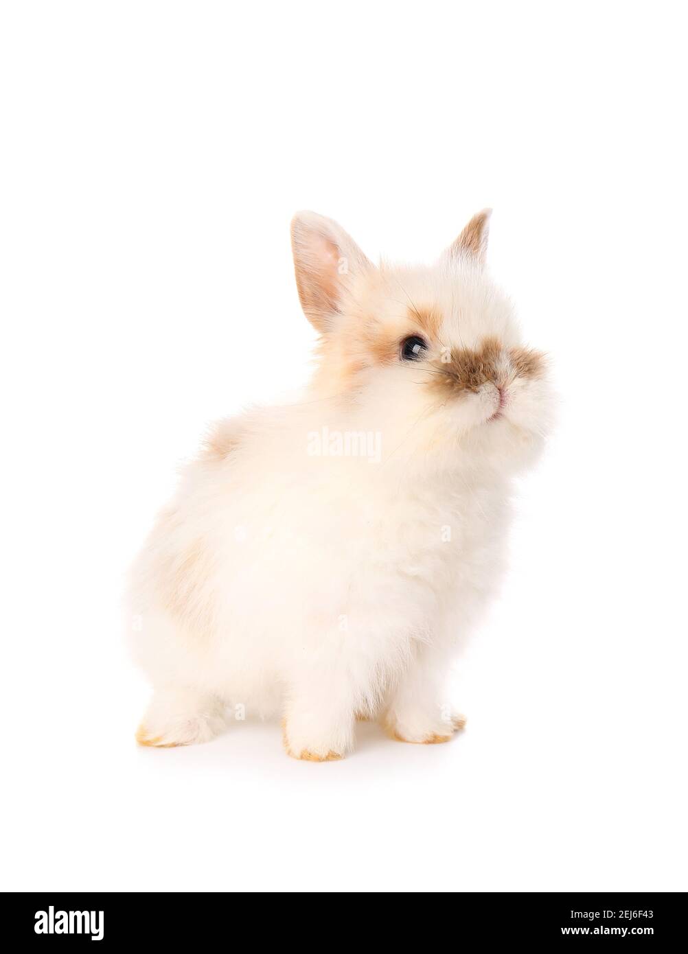 Cute funny rabbit on white background Stock Photo - Alamy