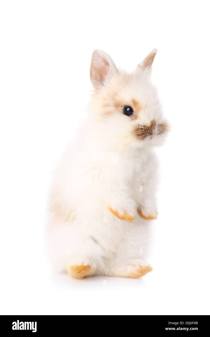 Cute funny rabbit on white background Stock Photo - Alamy