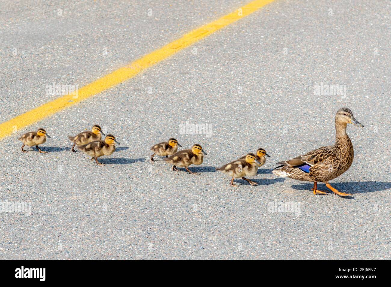 A mother duck leading her babies across a road on a bright sunny day ...